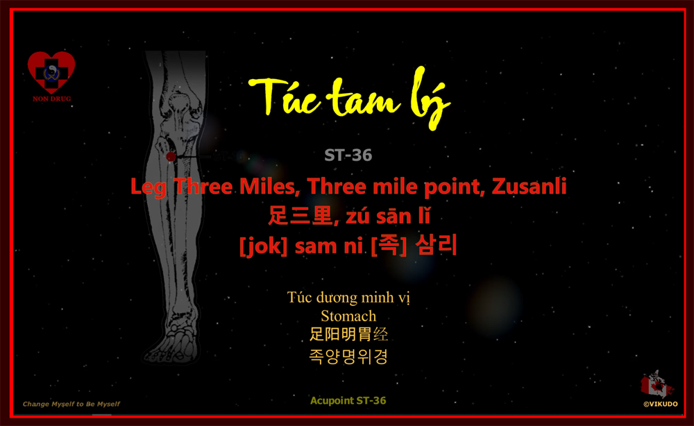 Acupoint ST36 _ Huyệt Túc tam lý _ Túc dương minh vị _ ST-36 - VIKUDO